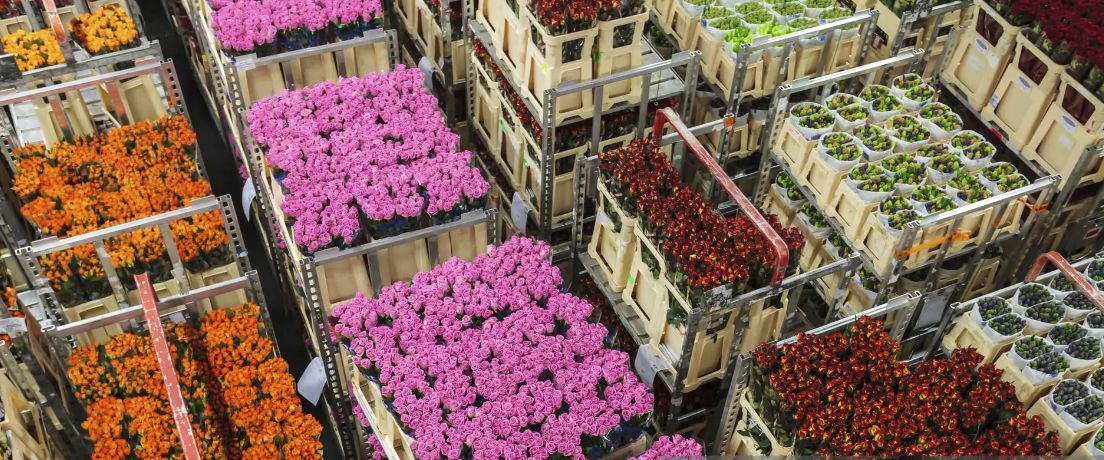 Helliwell Flowers